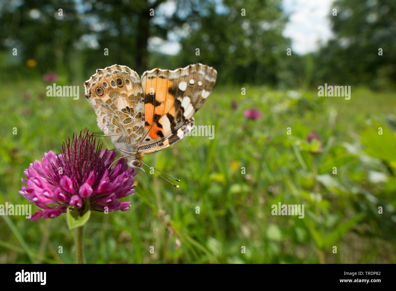 Painted lady (Cynthia cardui, Vanessa cardui, Pyrameis cardui), sitting ...