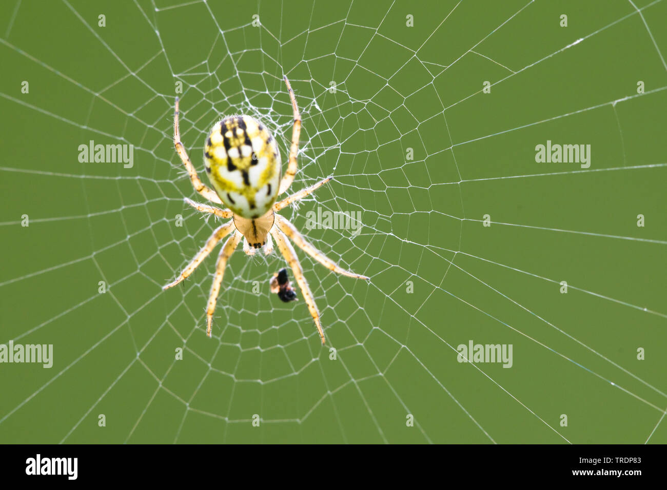 lined orbweaver (Mangora acalypha), in web, Hungary Stock Photo - Alamy