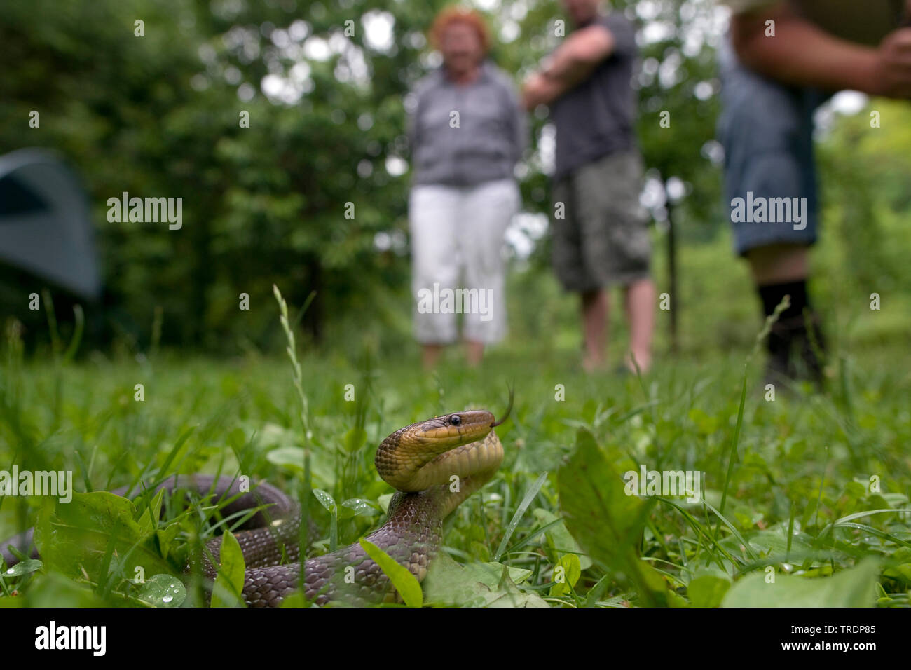 People with snake hi-res stock photography and images - Alamy