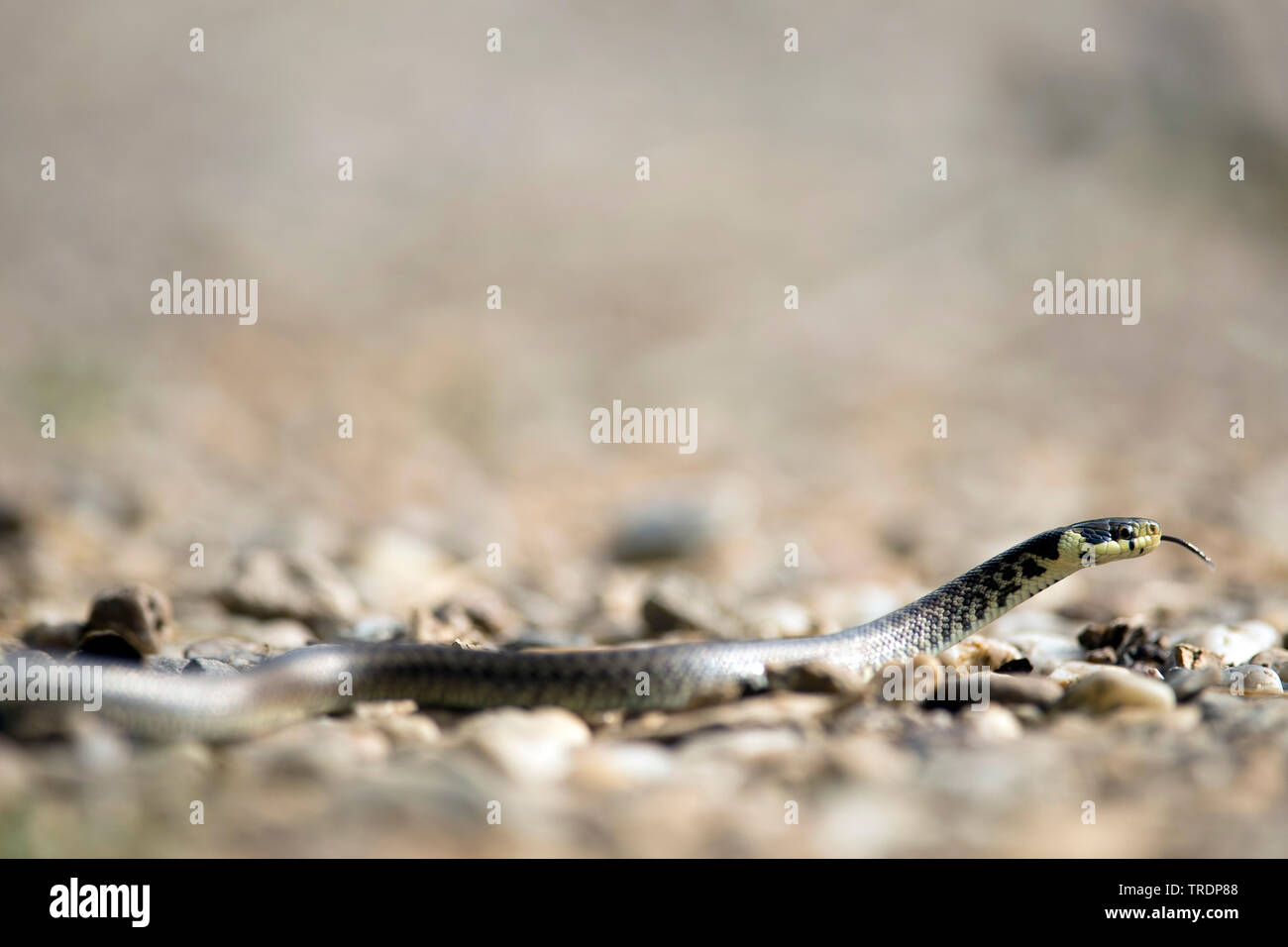 Aesculapian snake (Elaphe longissima, Zamenis longissimus), creeping ...