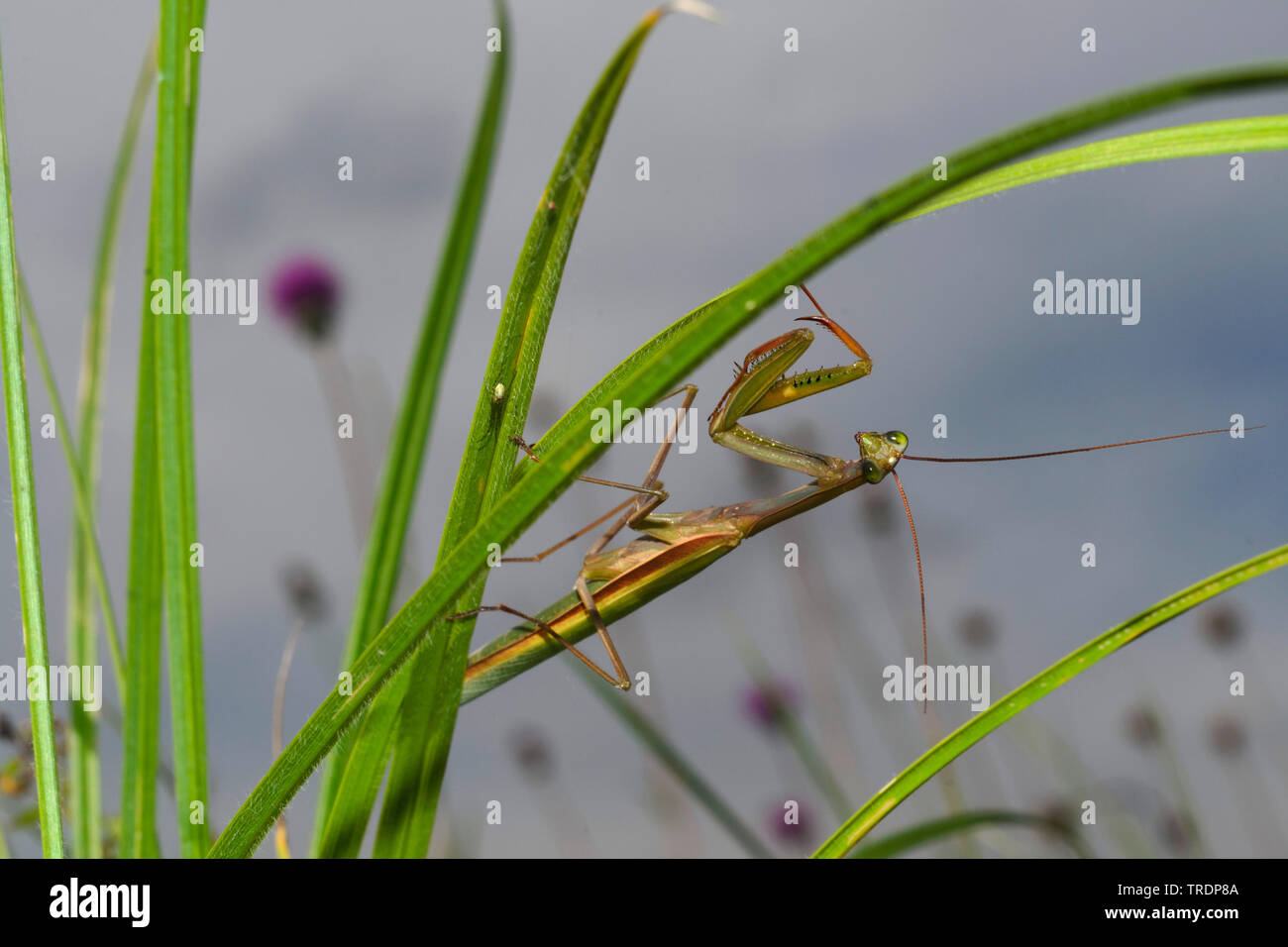 European preying mantis (Mantis religiosa), lurking, Hungary Stock ...