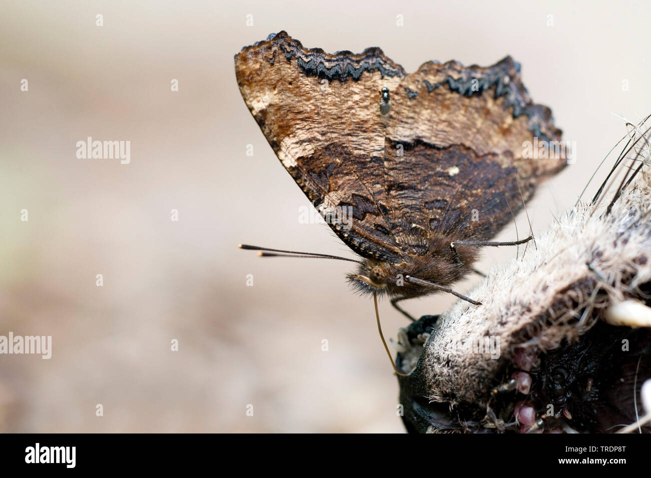 large tortoiseshell, blackleg tortoiseshell (Nymphalis polychloros ...