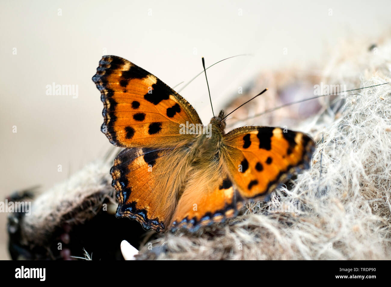 On a dead fox hi-res stock photography and images - Alamy