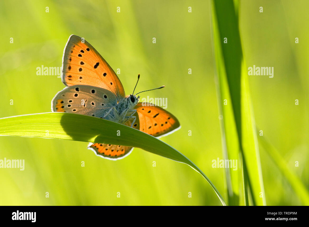 large copper (Lycaena dispar), female, Hungary Stock Photo - Alamy