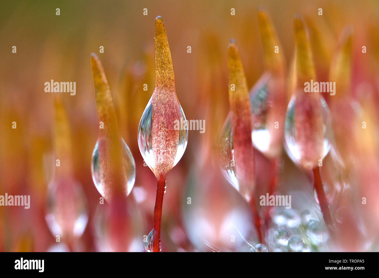 Moss spore capsules rain hi-res stock photography and images - Alamy
