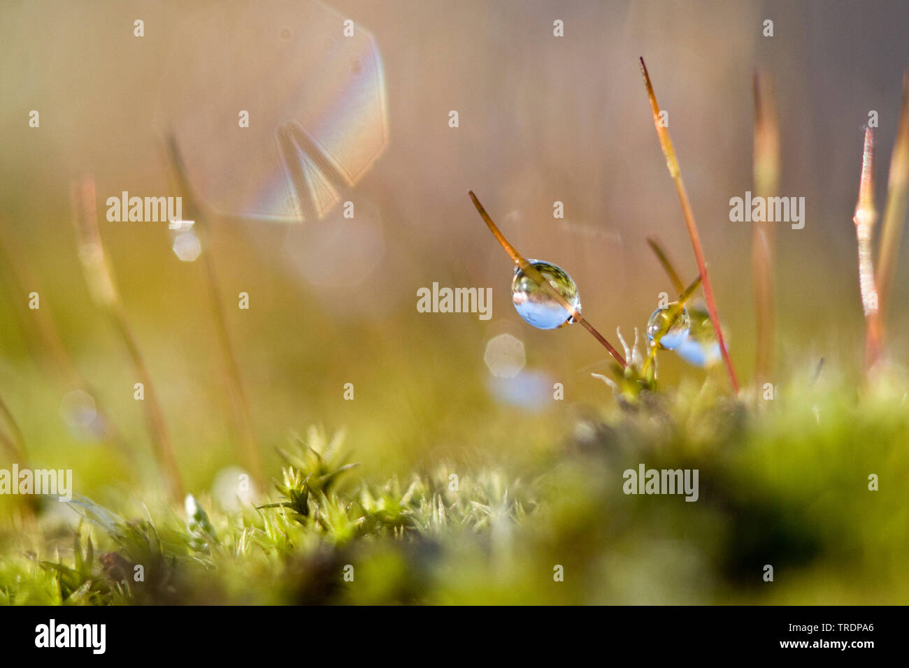 Moss spore capsules rain hi-res stock photography and images - Alamy