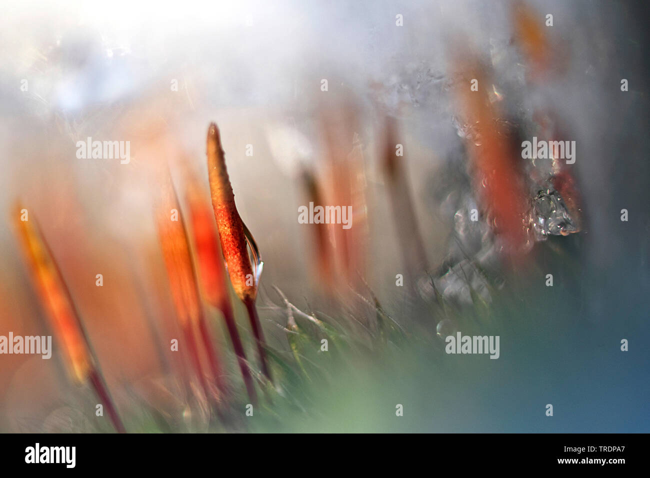 Bolll Stock Photos & Bolll Stock Images - Alamy