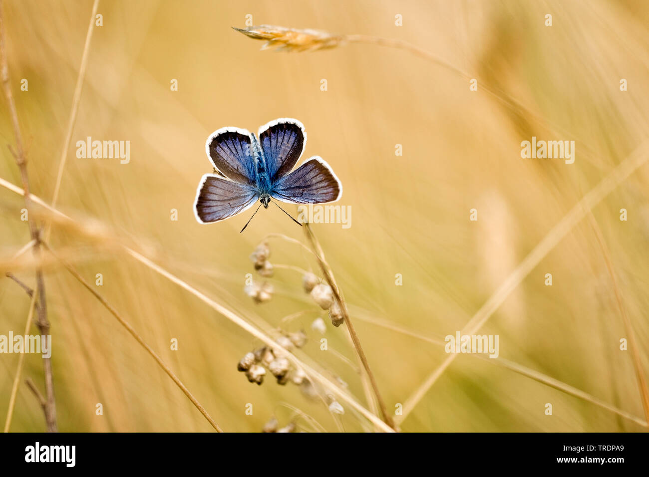 Silver-studded blue (Plebejus argus, Plebeius argus), in yellow ...