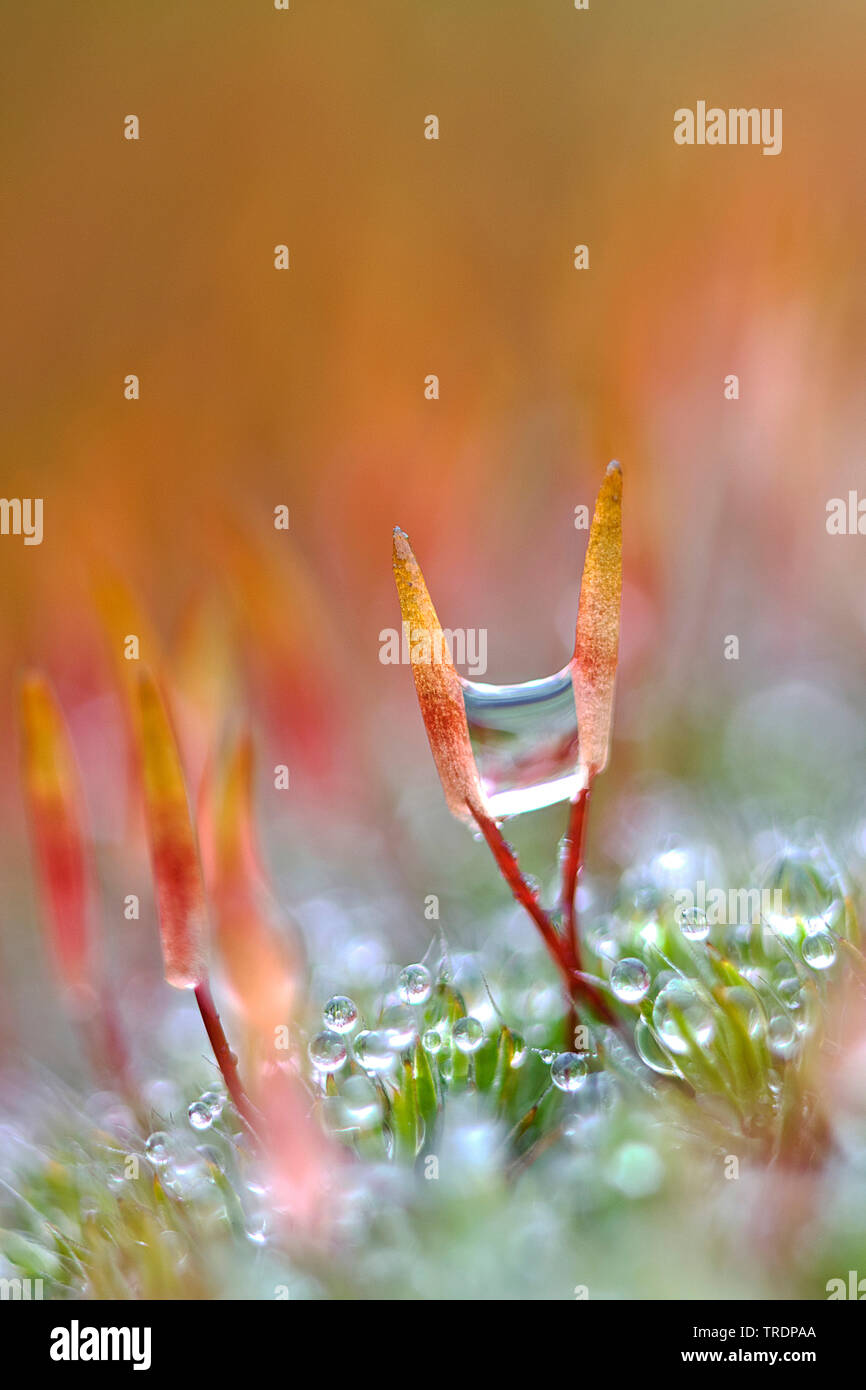 Bolll Stock Photos & Bolll Stock Images - Alamy