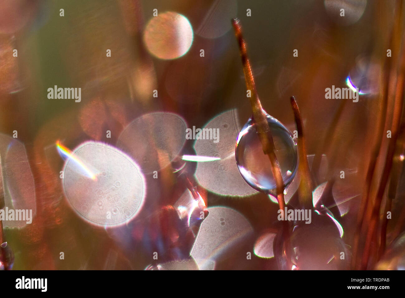 Moss spore capsules rain hi-res stock photography and images - Alamy