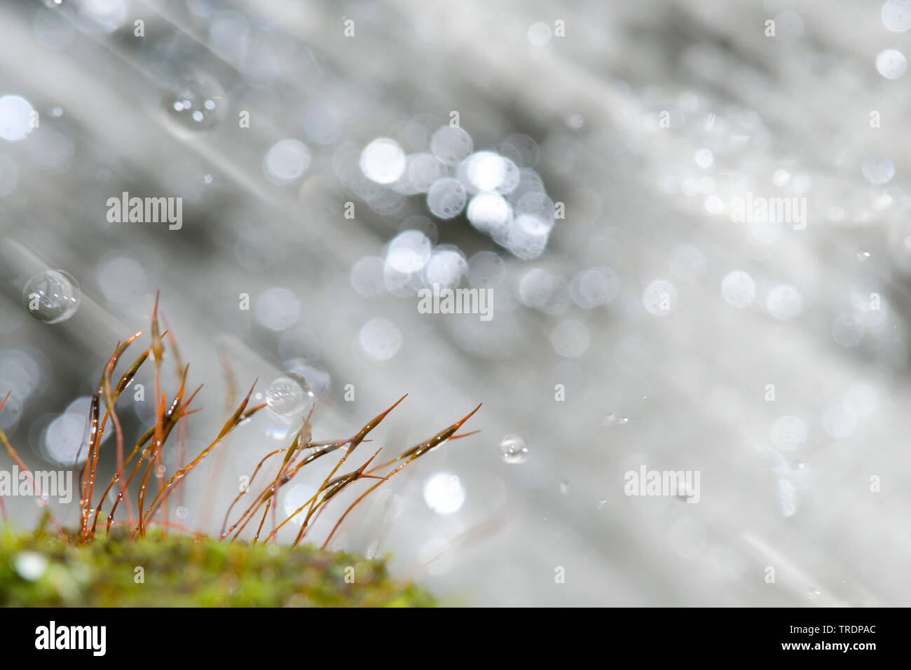 Moss with waterdrops, Hungary Stock Photo - Alamy