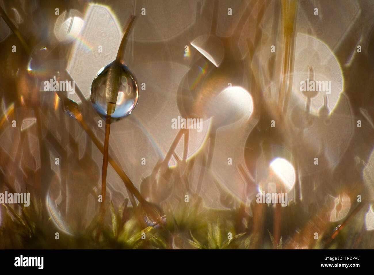 Moss spore capsules rain hi-res stock photography and images - Alamy