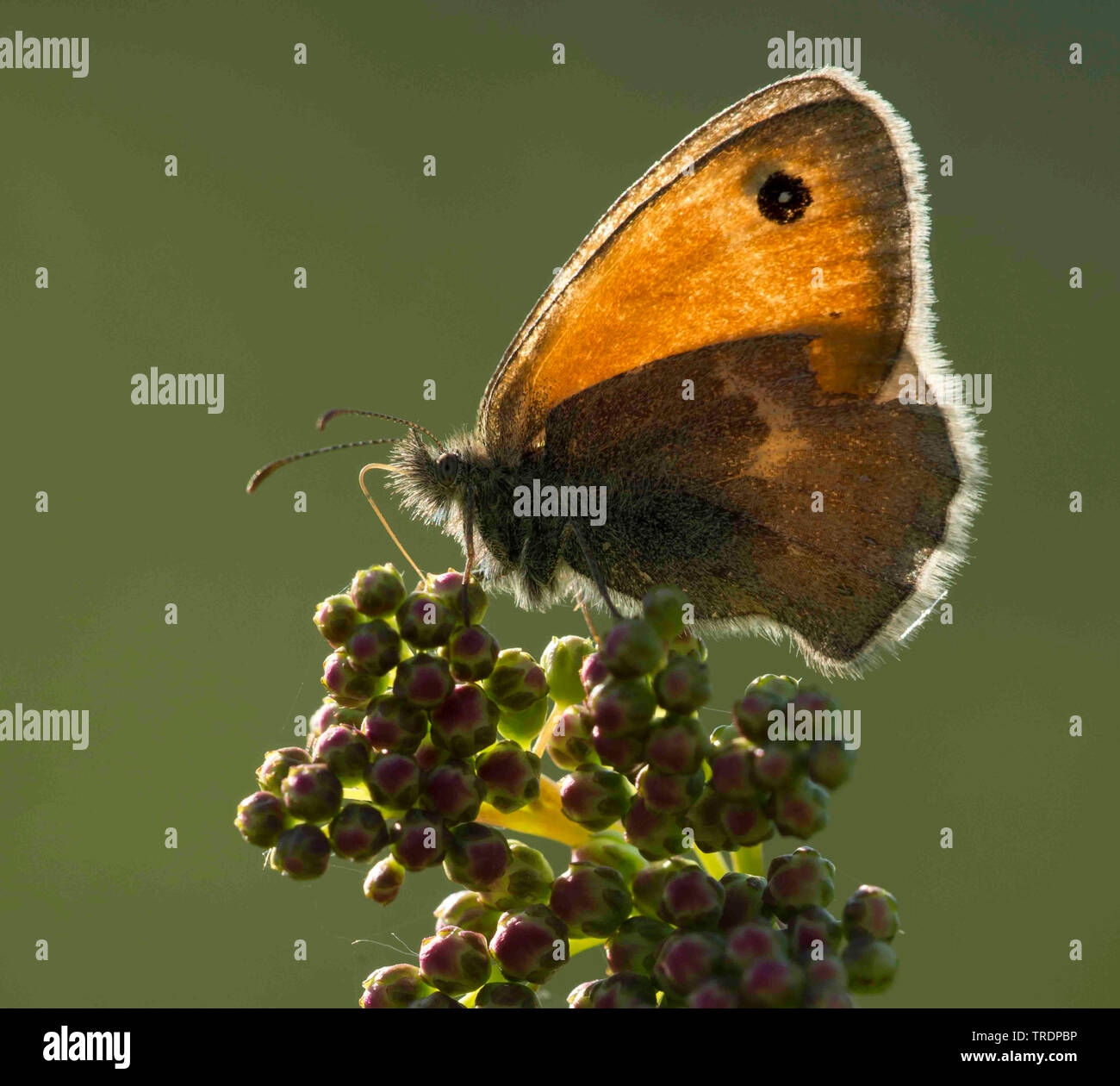 small heath (Coenonympha pamphilus), in backlight, Hungary Stock Photo ...
