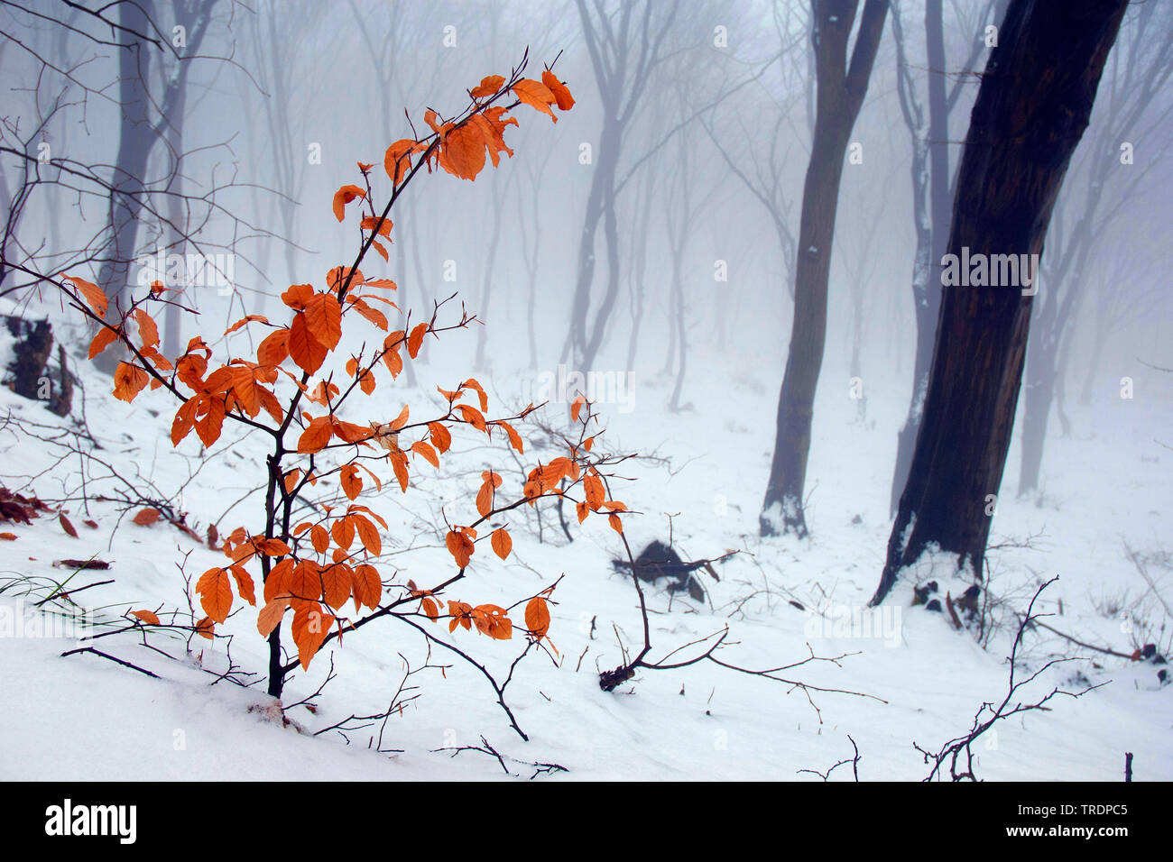 common beech (Fagus sylvatica), young beech in a winter wood, Hungary ...