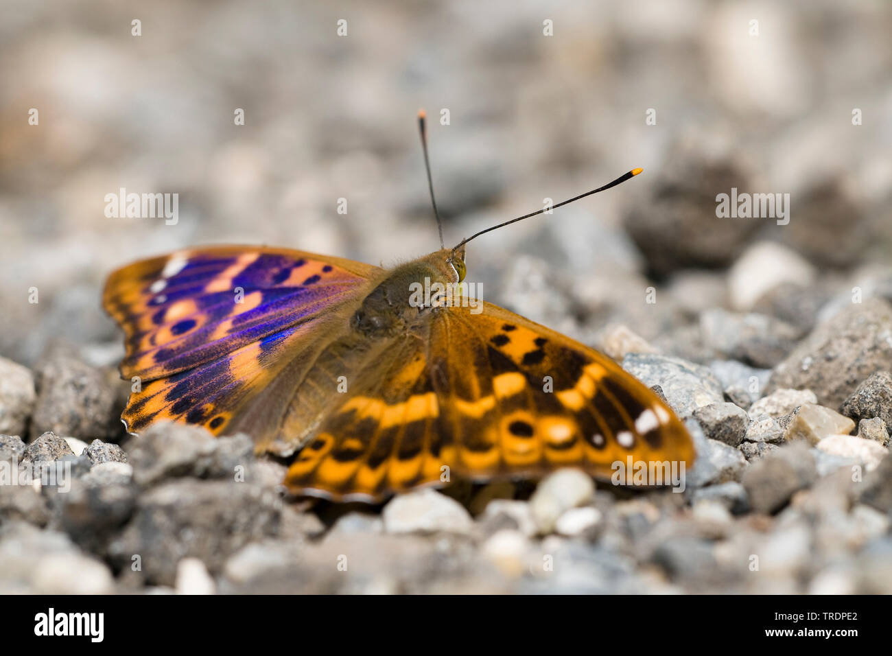 Lesser Purple Emperor (Apatura ilia, Apatura barcina), clythie, Hungary ...