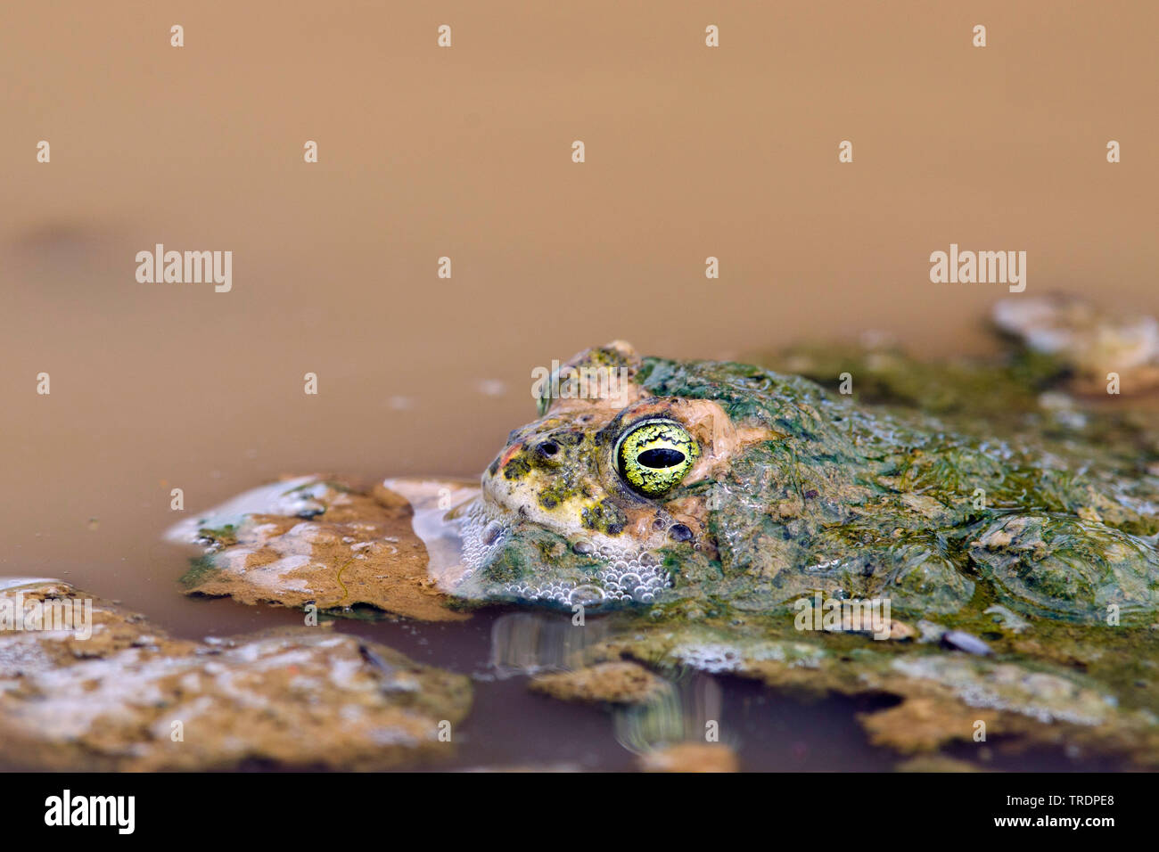 Mudd hi-res stock photography and images - Alamy