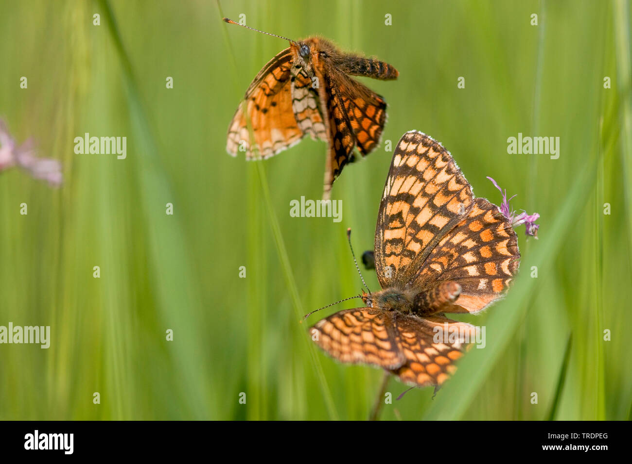 knapweed fritillary (Melitaea phoebe), flying, Hungary Stock Photo - Alamy