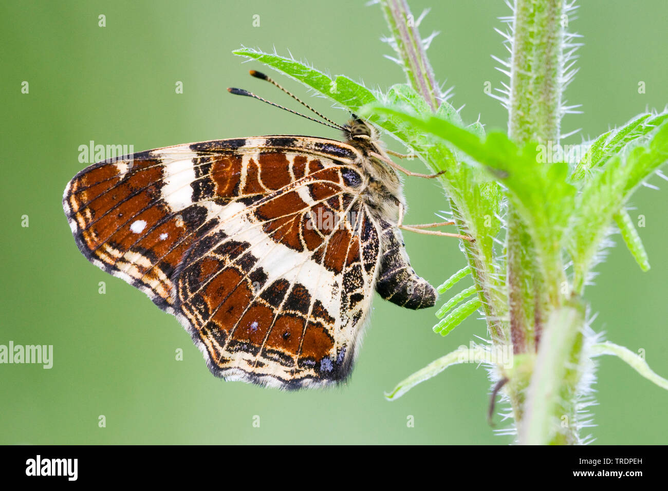 Female egg hi-res stock photography and images - Alamy