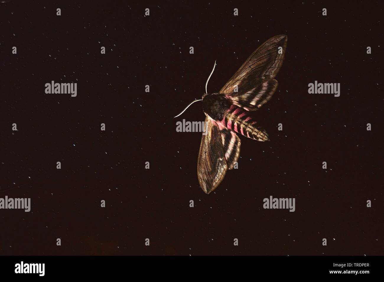 Moths flying night hi-res stock photography and images - Alamy