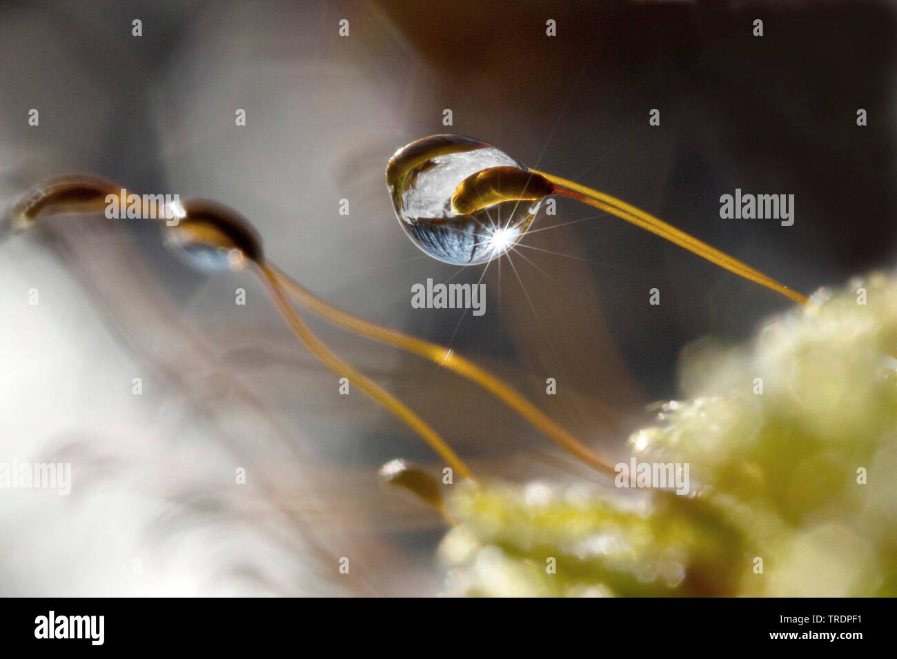 Moss spore capsules rain hi-res stock photography and images - Alamy