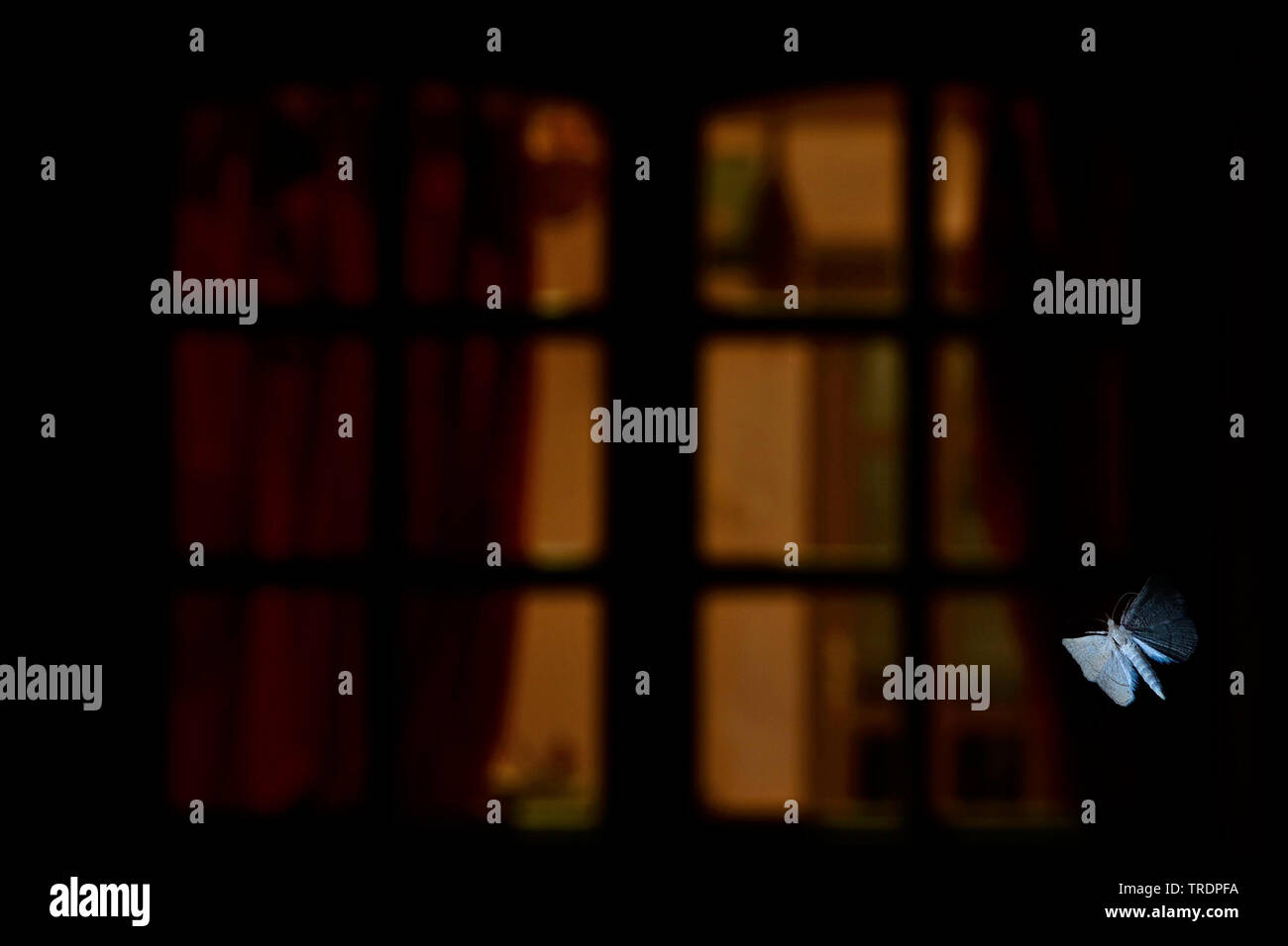 Butterfly in flight hi-res stock photography and images - Alamy