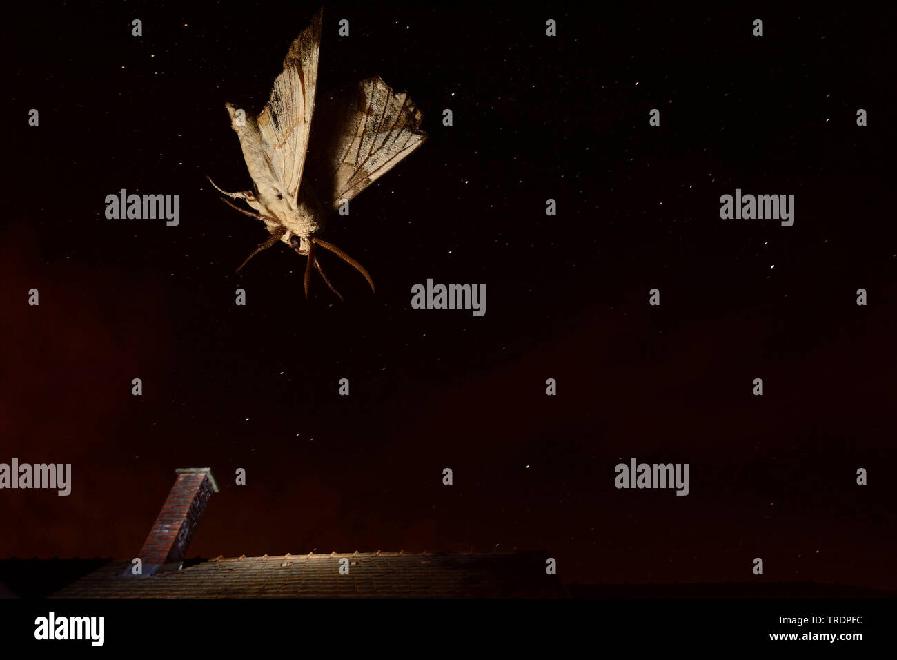 Flying Night Butterfly Europe High Resolution Stock Photography and ...