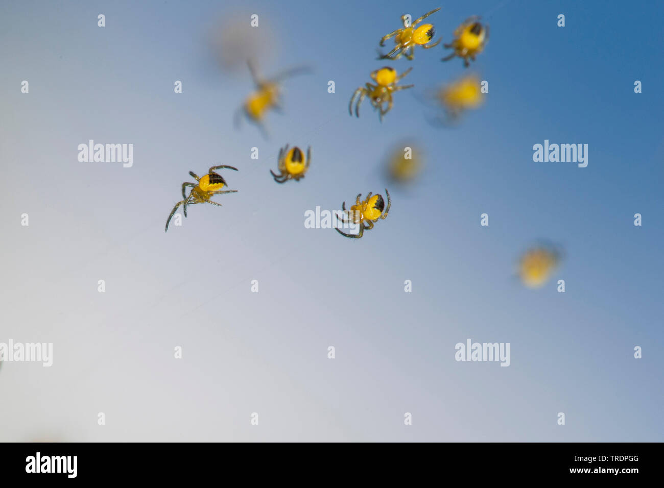 Scuttling spider hi-res stock photography and images - Alamy