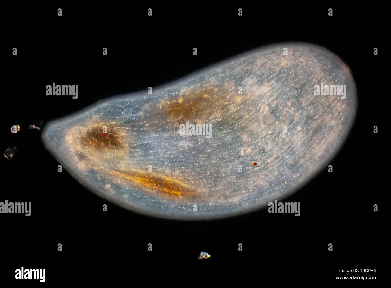 Ciliates ciliate hi-res stock photography and images - Alamy