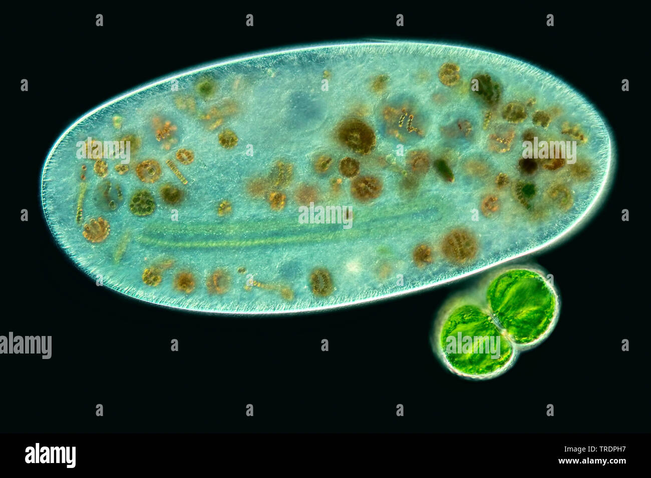 ciliates (Ciliata), in darkfield, x 100, Germany Stock Photo - Alamy