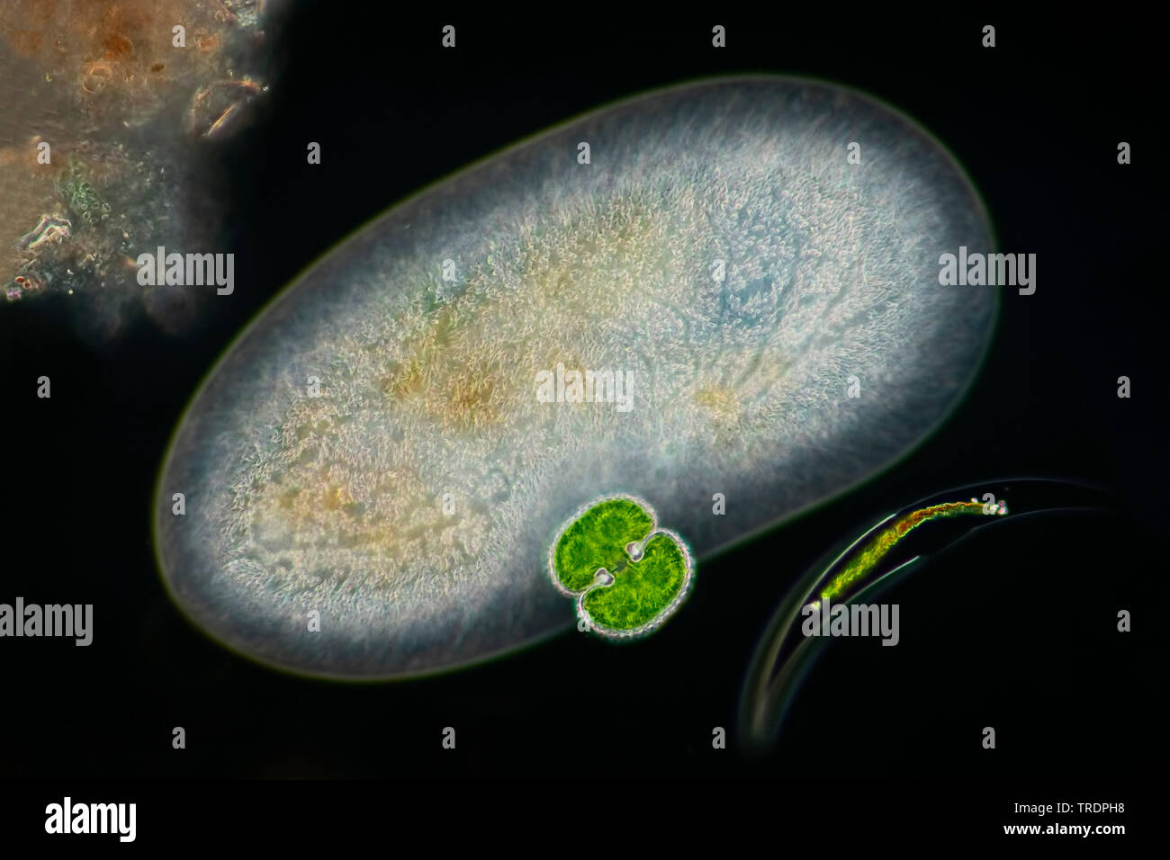 Ciliates hi-res stock photography and images - Alamy