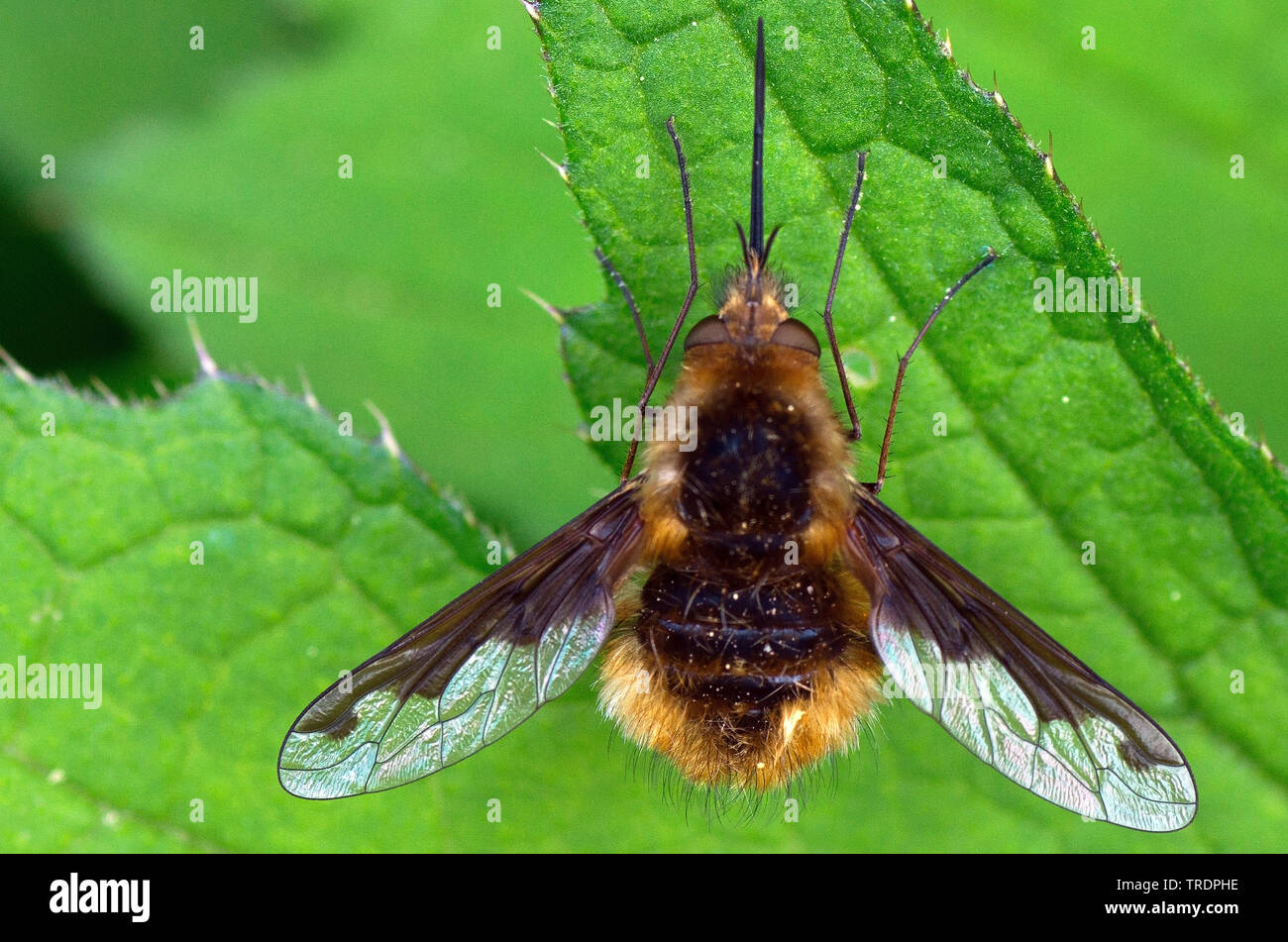 Large bee-fly (Bombylius major), sitting on a leaf, Germany, Bavaria ...