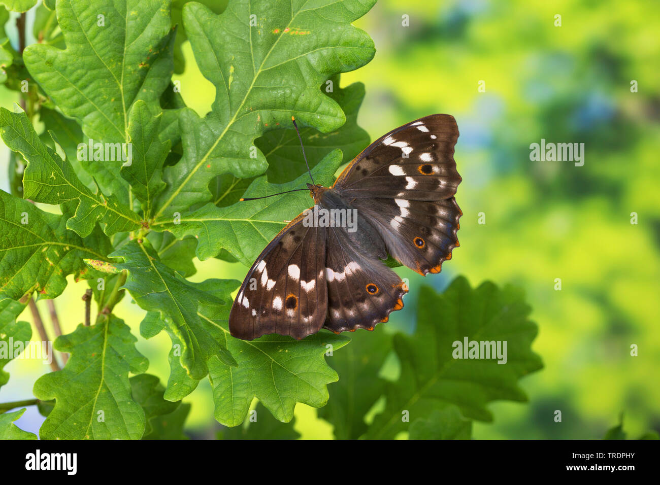Lesser Purple Emperor (Apatura ilia, Apatura barcina), female of f ...