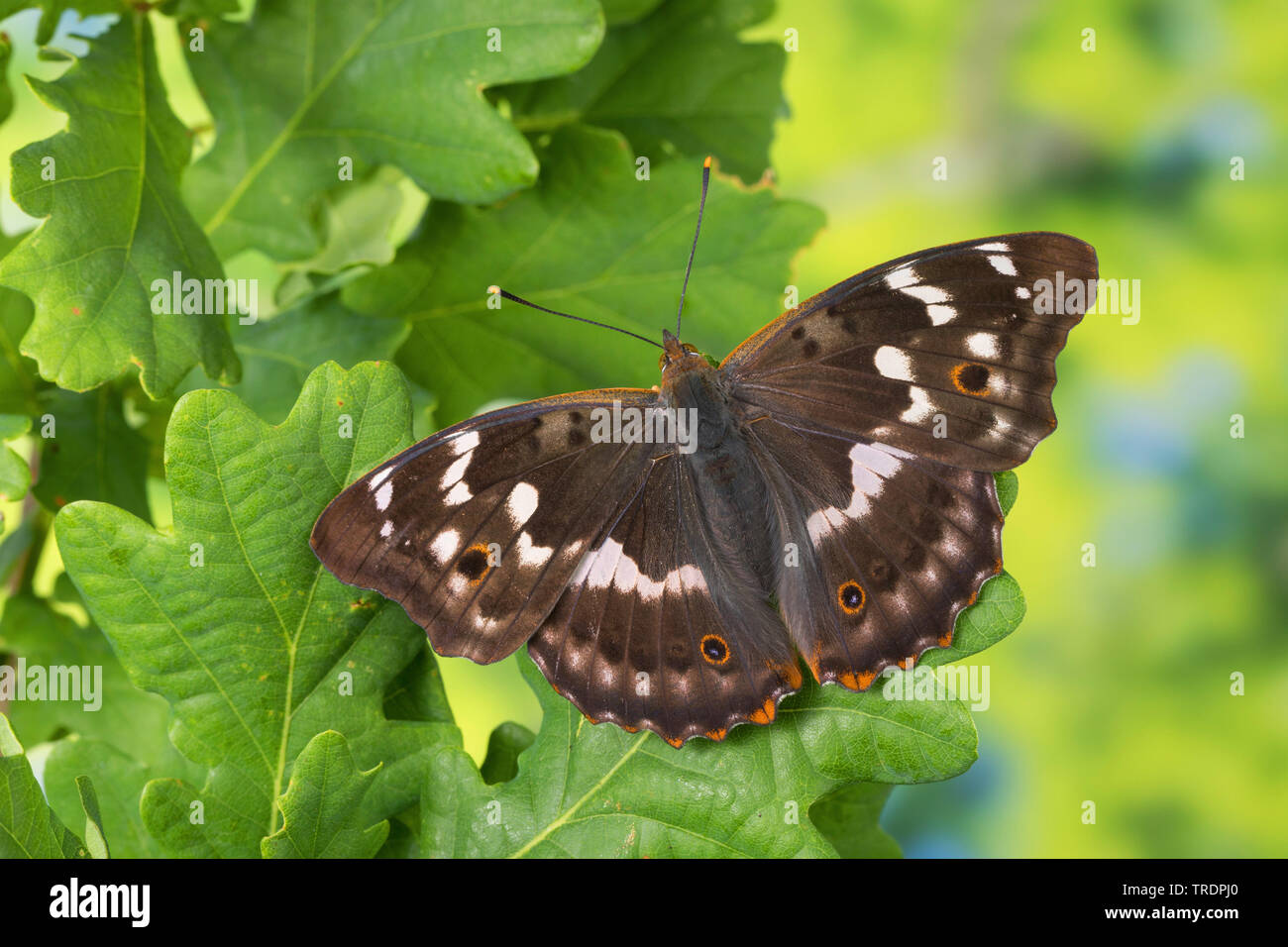 Lesser Purple Emperor (Apatura ilia, Apatura barcina), female of f ...