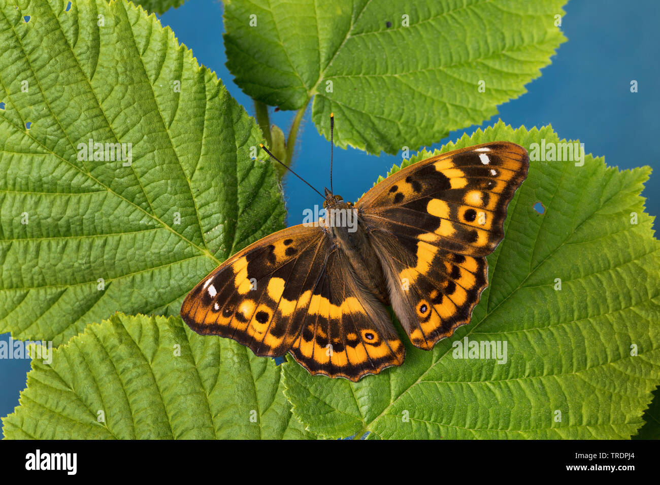 Lesser Purple Emperor (Apatura ilia, Apatura barcina), female of f ...