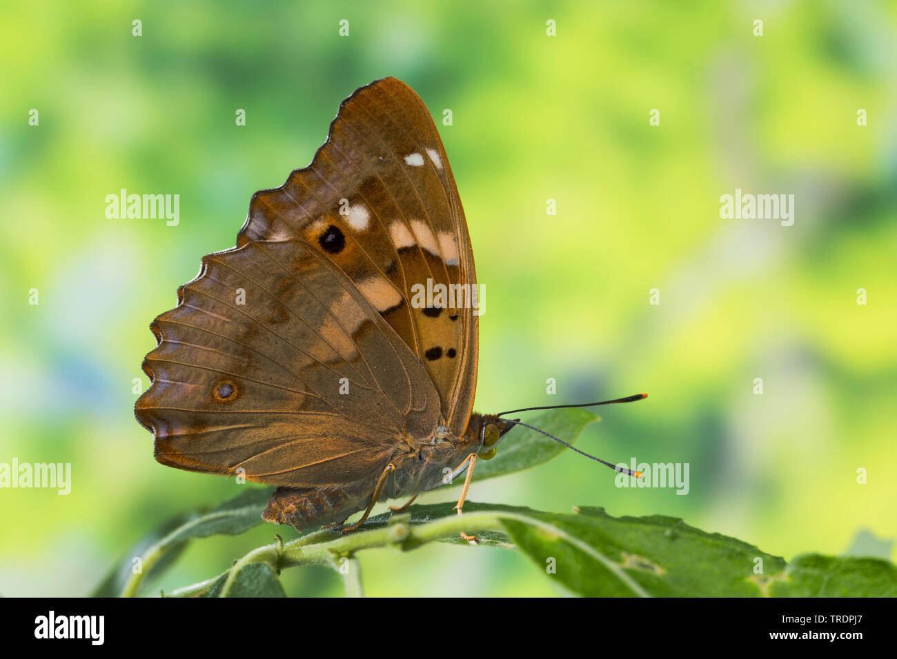 Lesser Purple Emperor (Apatura ilia, Apatura barcina), female, Germany ...