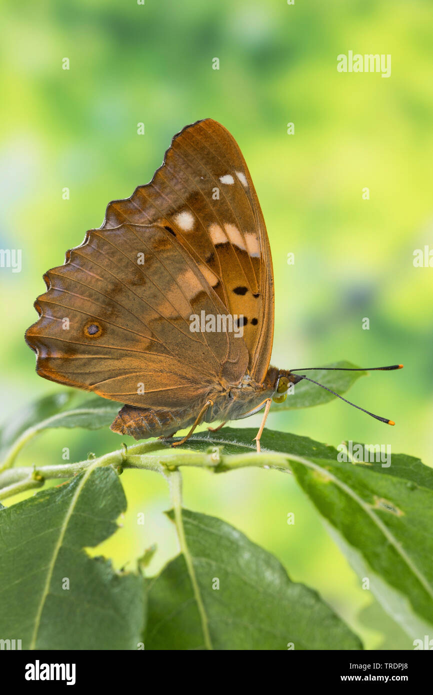 Lesser Purple Emperor (Apatura ilia, Apatura barcina), female, Germany ...