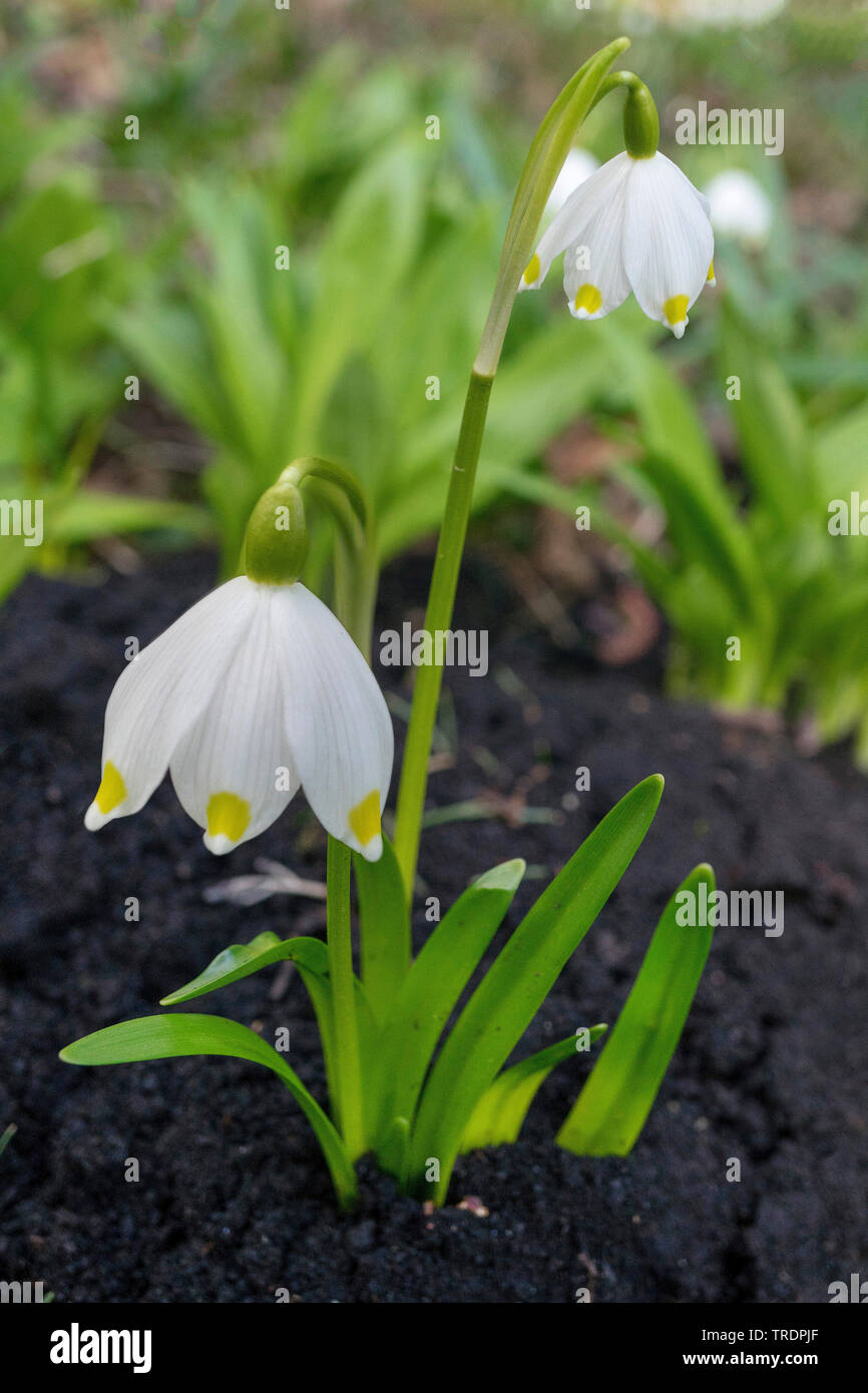 spring snowflake (Leucojum vernum), blooming, Germany, Bavaria ...