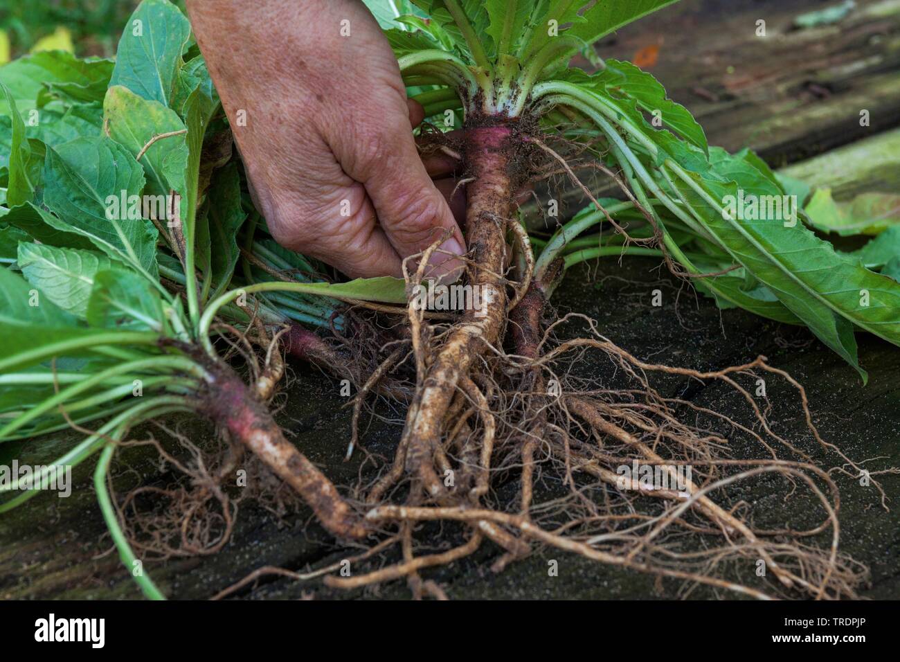 common evening primrose (Oenothera biennis), evening primrose roots ...