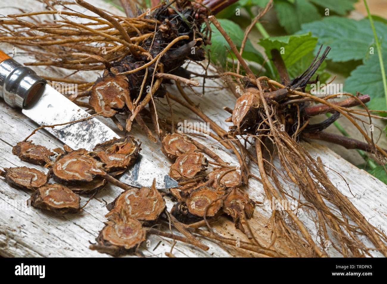 common avens, wood avens, clover-root (Geum urbanum), roots, cut ...