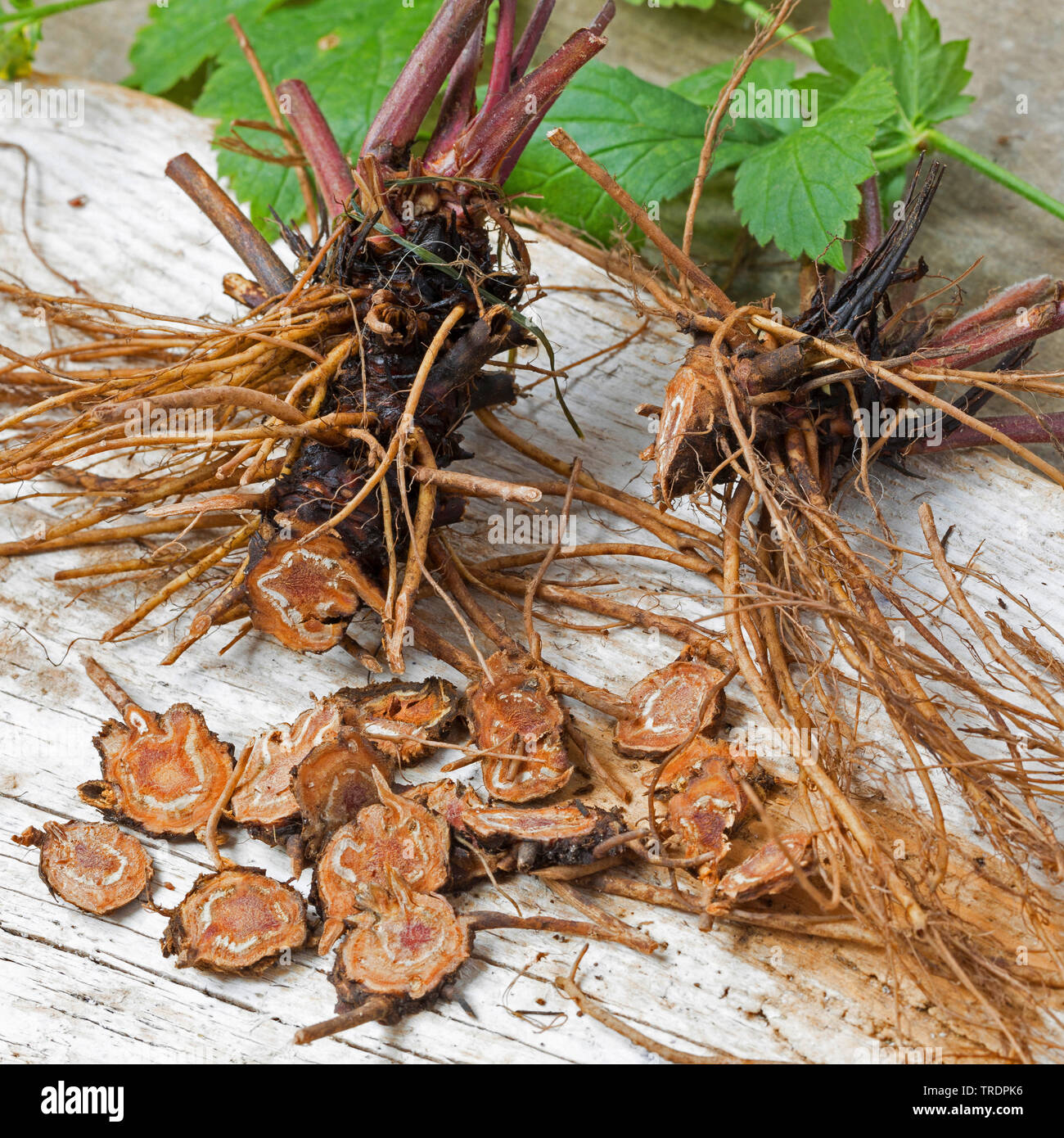 common avens, wood avens, clover-root (Geum urbanum), roots, cut ...