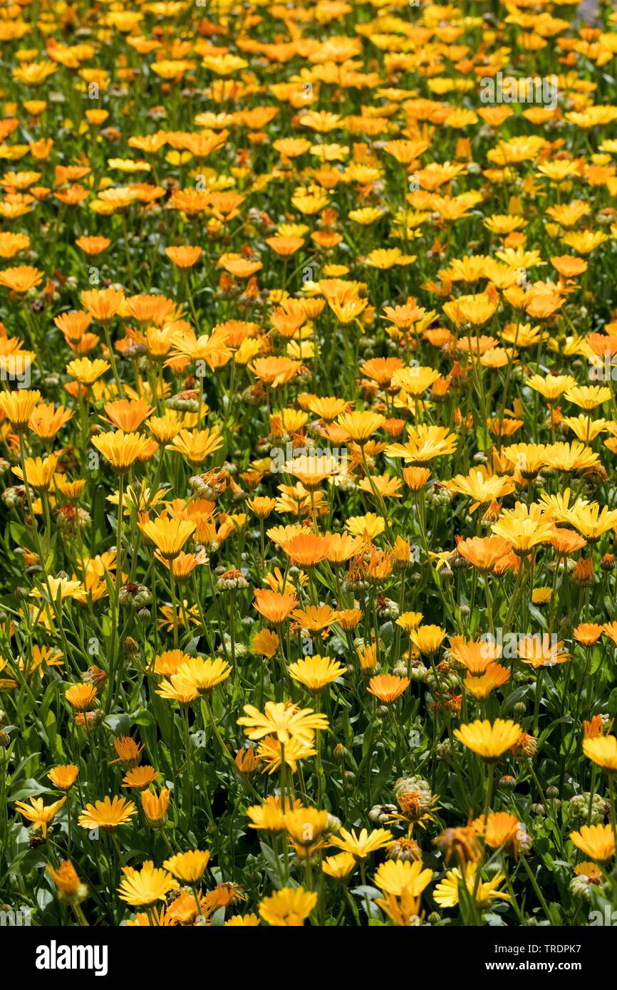 garden-pot marigold (Calendula officinalis), field of marigold Stock ...