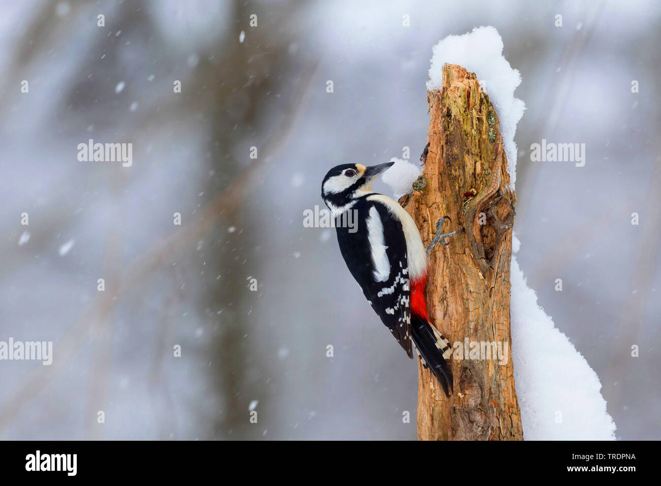 Great spotted woodpecker (Picoides major, Dendrocopos major), female ...
