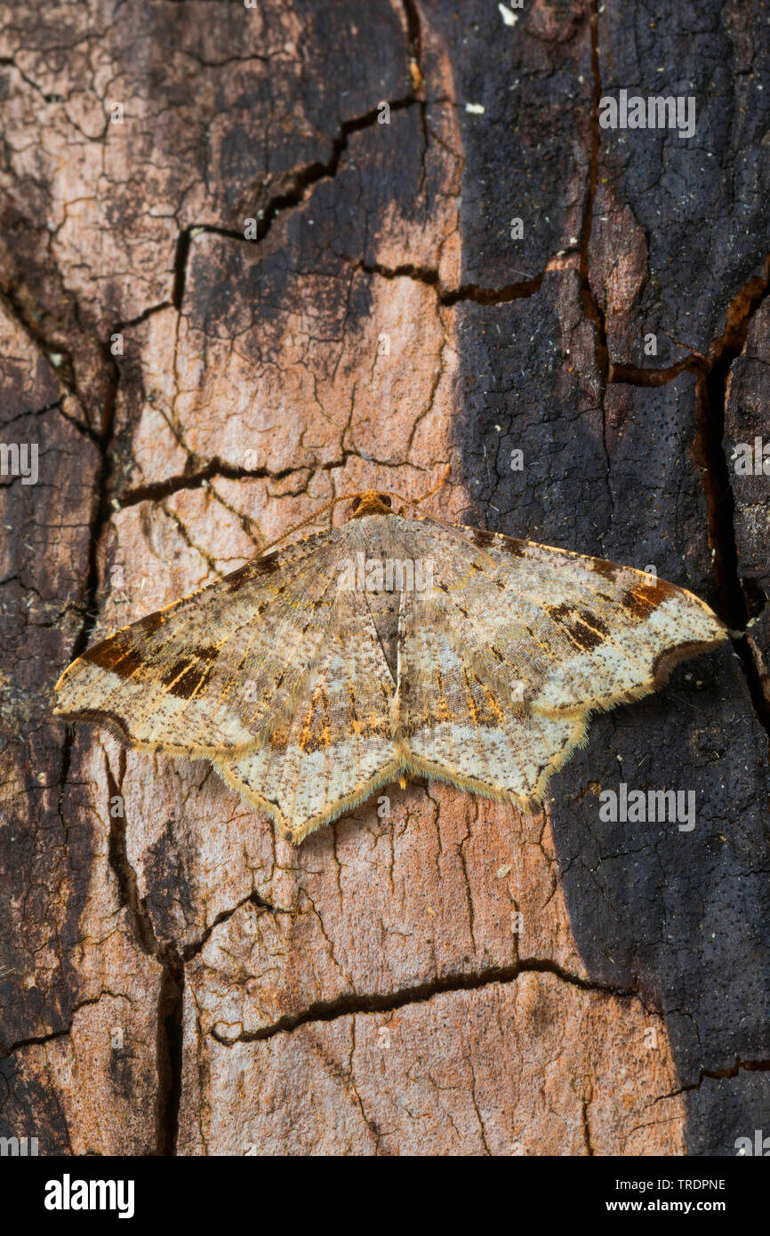 sharp-angled peacock, sharp angled peacock (Macaria alternata ...