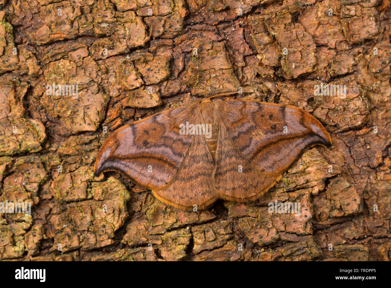 pebble hook-tip, Dusky Hook-tip (Drepana curvatula, Drepana acuta ...