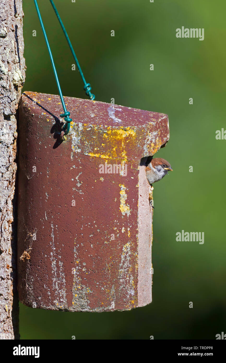 Juvenile tree sparrow hi-res stock photography and images - Alamy