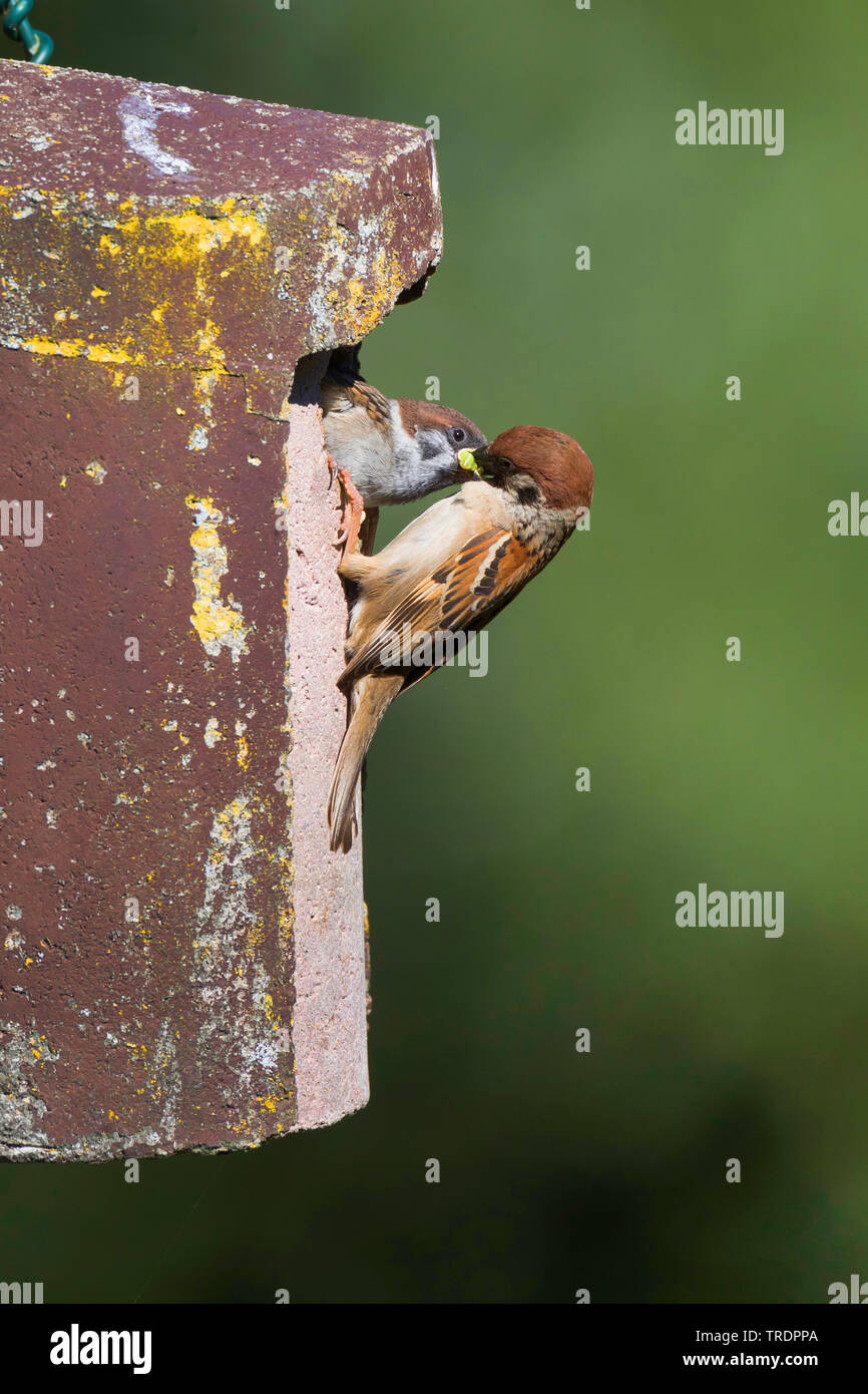 Sparrow feed chicks nest hi-res stock photography and images - Alamy