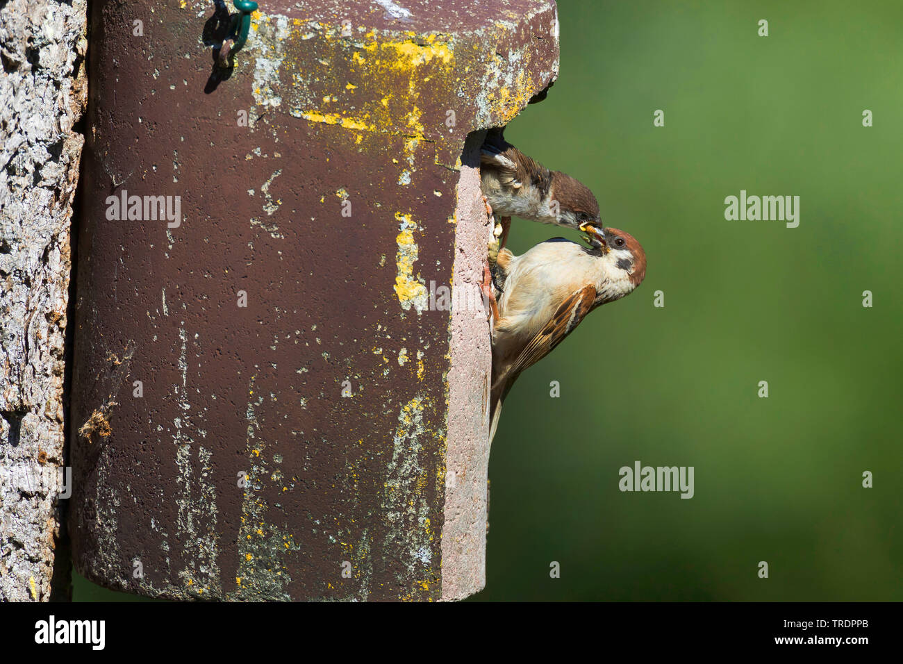 Juvenile tree sparrow hi-res stock photography and images - Alamy