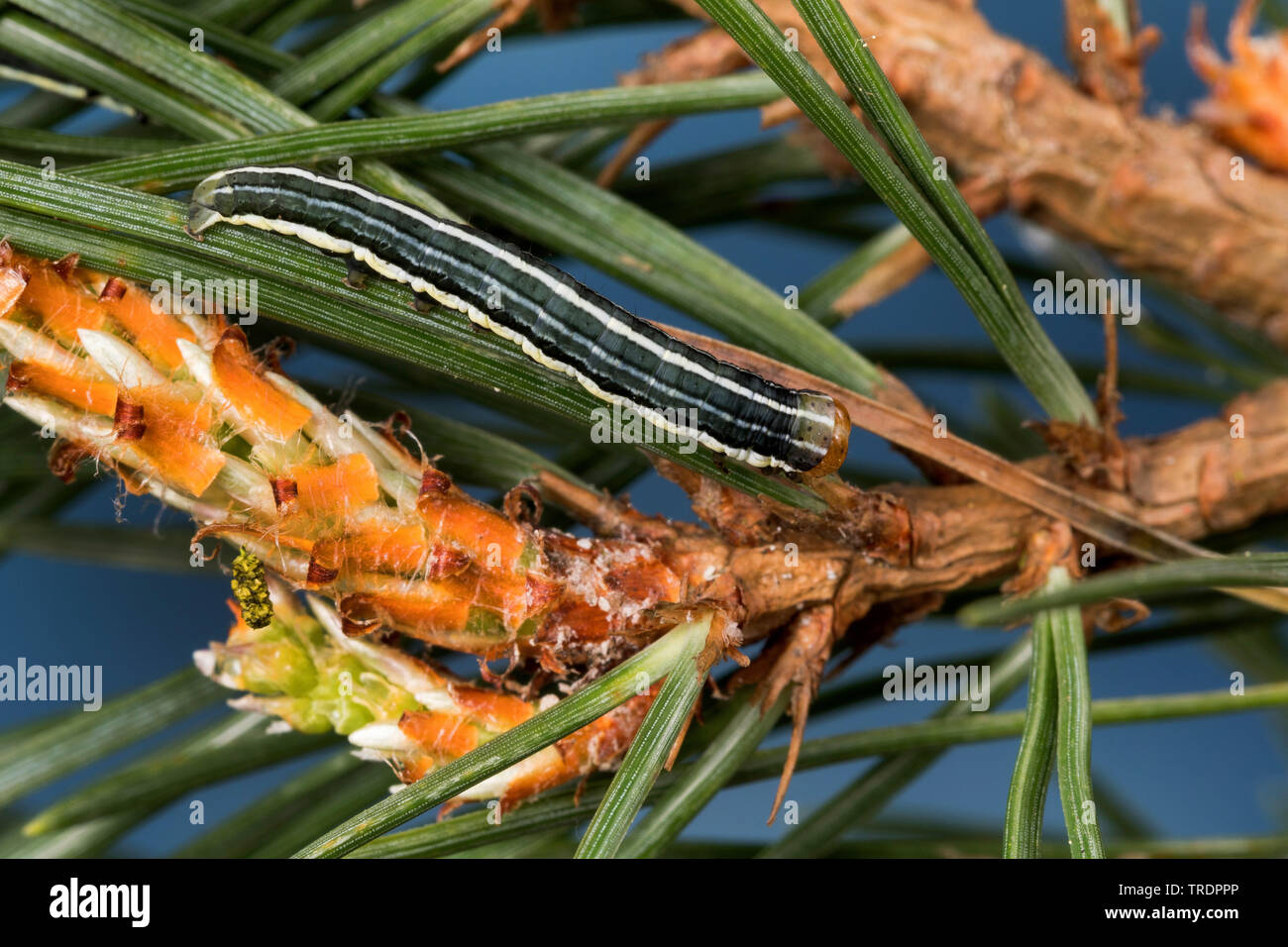 Pine beau, Pine beauty moth (Panolis flammea, Panolis pipiperda ...