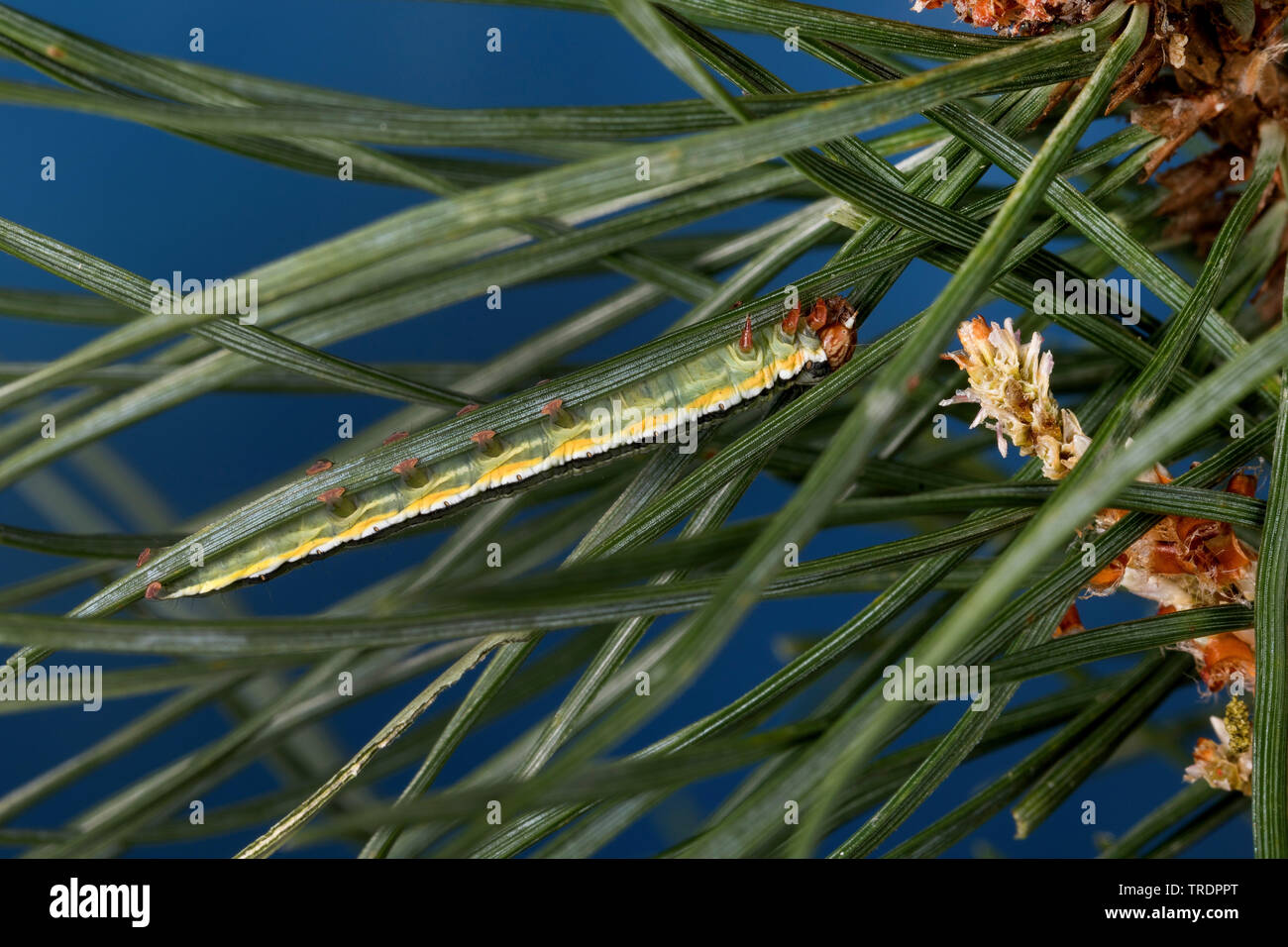 Pine needle hi-res stock photography and images - Alamy