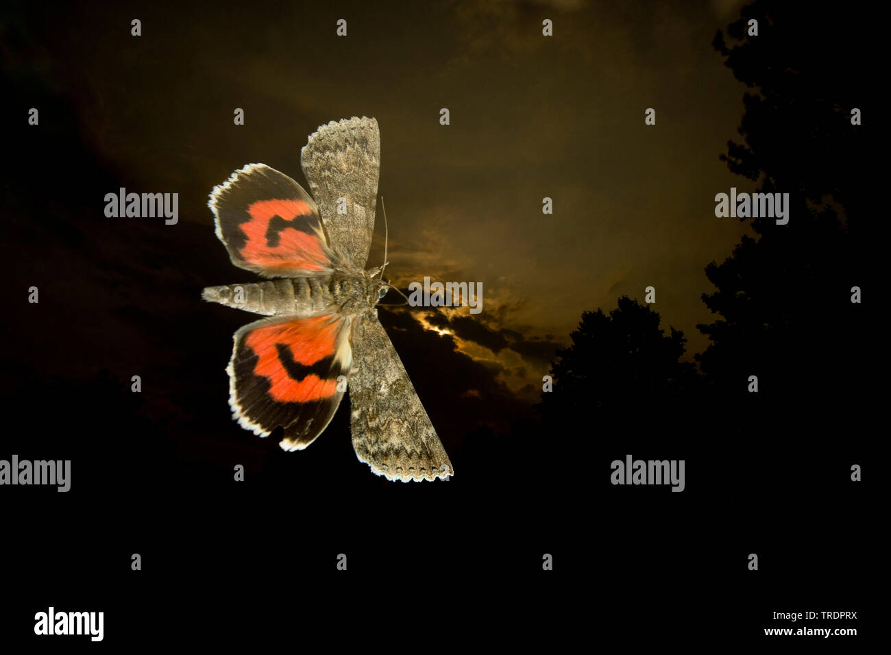 Red Underwing, Red Underwing Moth (Catocala nupta, Phalaena nupta), Flying Red Underwing ...